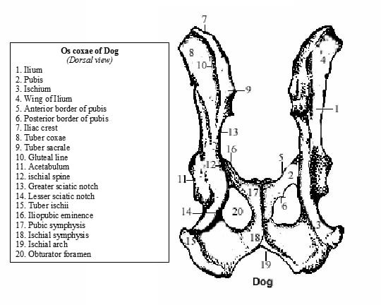 Os Coxae Hip Bone Veterinary Anatomy Vetscraft