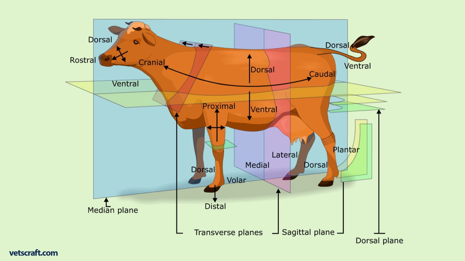 Skeleton of domestic animals | Ox, Dog, Horse and Fowl