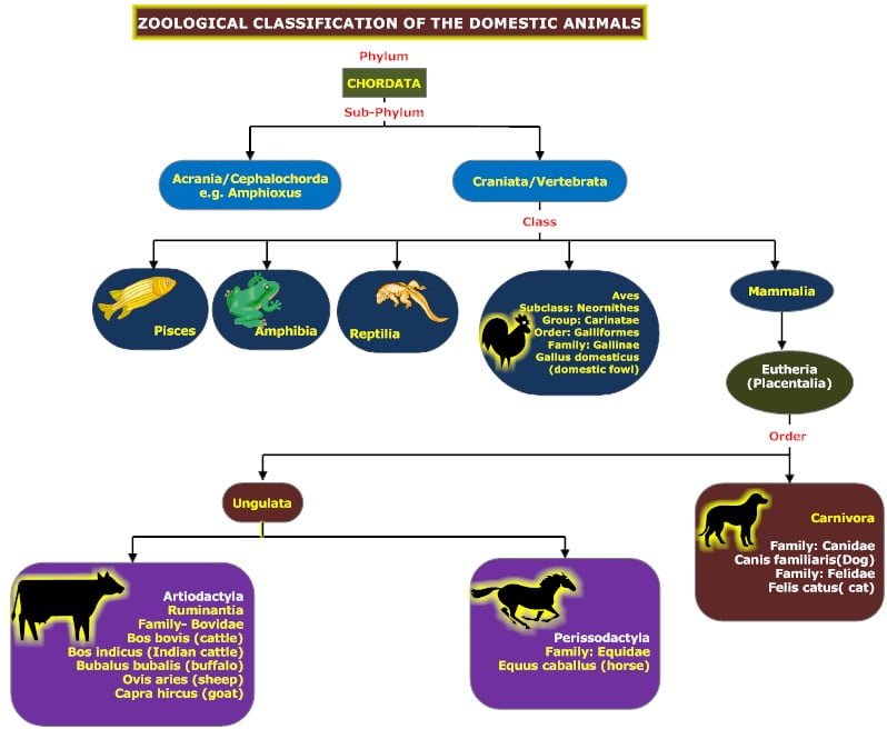 Basics of Anatomy - Veterinary Anatomy - vetscraft