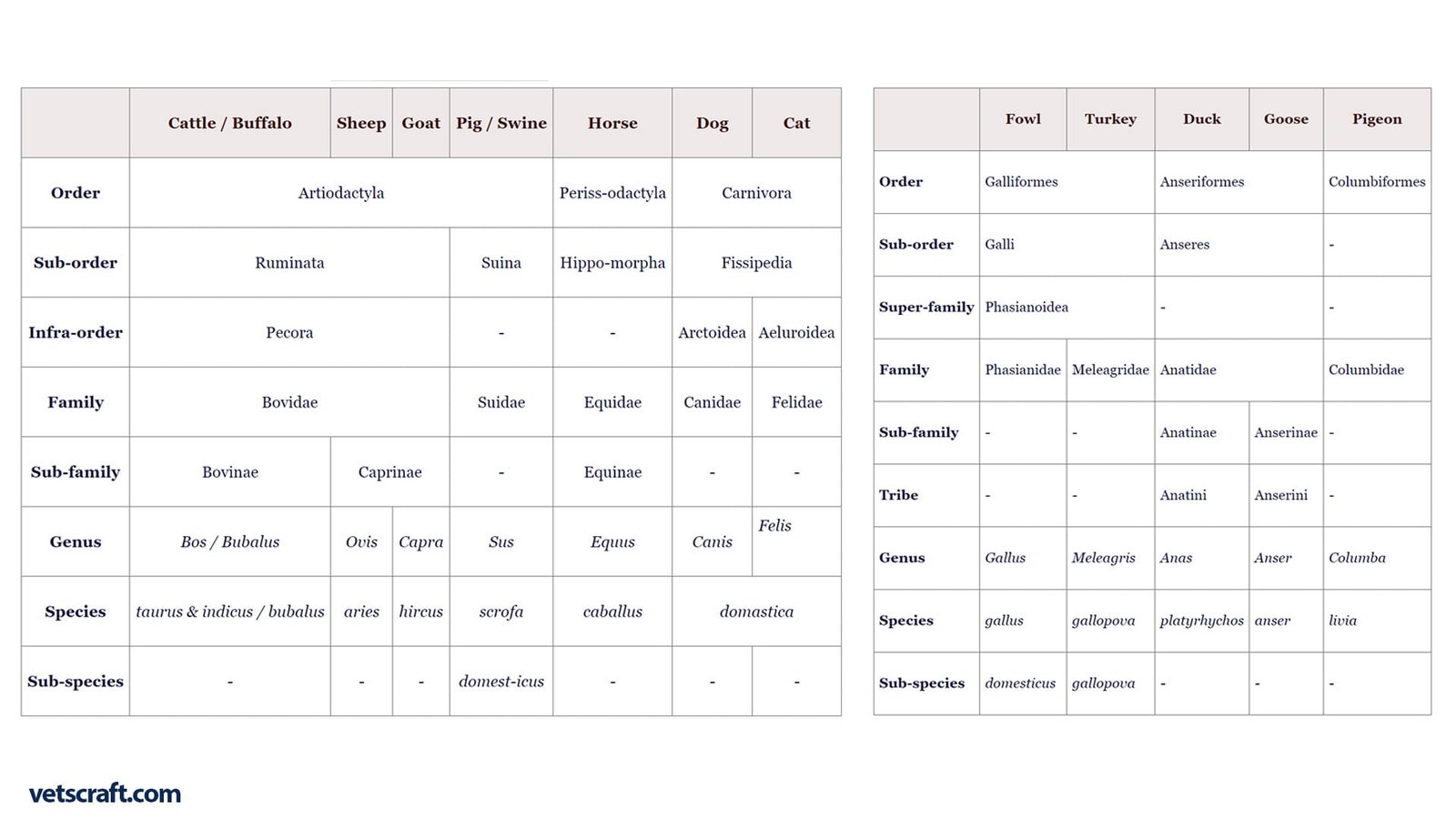 Basics of Anatomy - Branches of Anatomy and Directional Terms