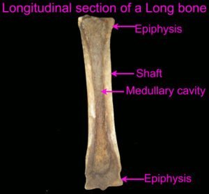 Classification of Bones | Long, Flat, Short & Pneumatic Bones