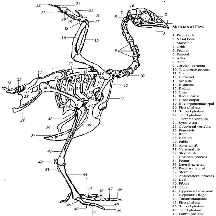 Skeleton of domestic animals | Ox, Dog, Horse and Fowl