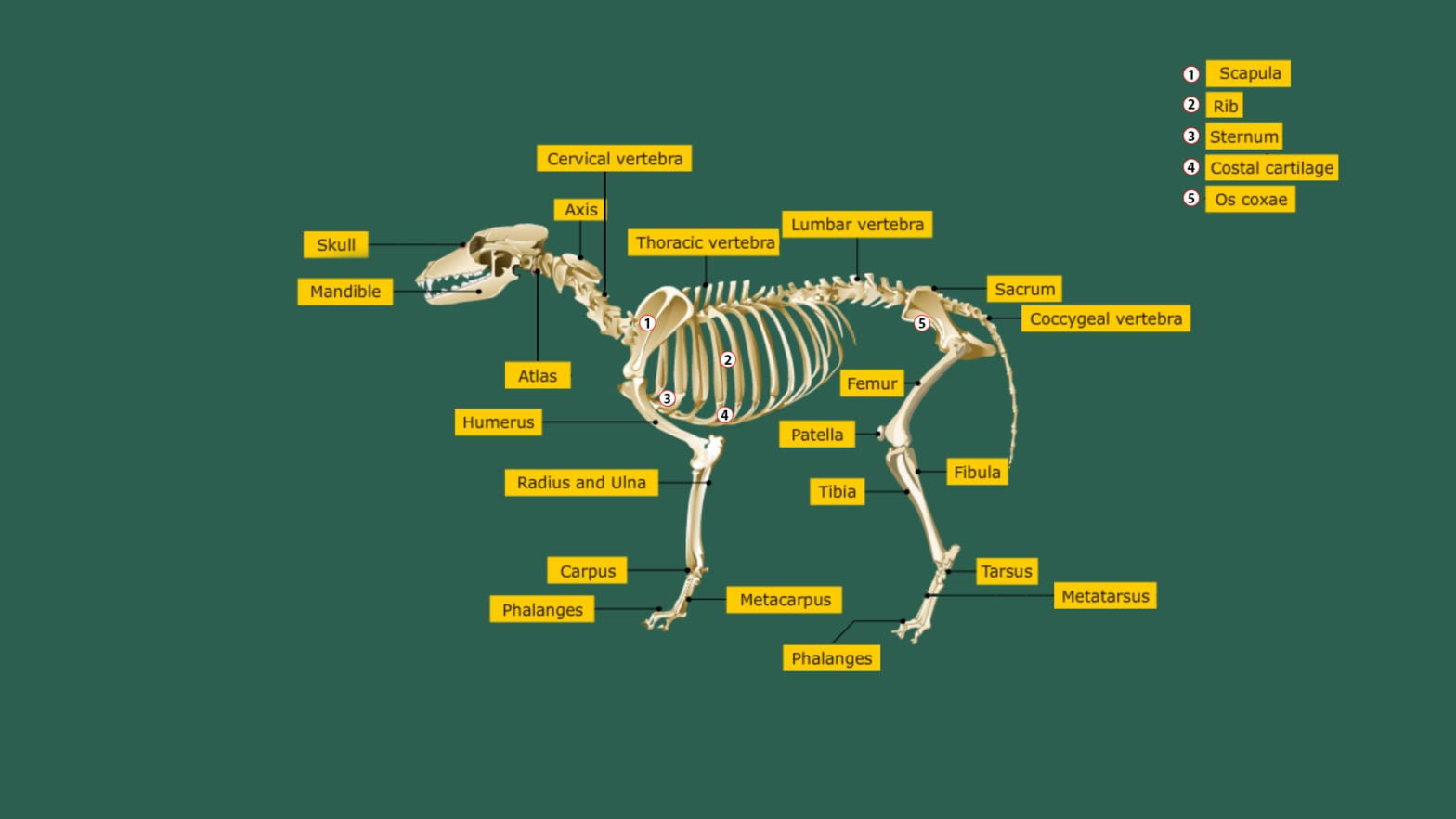 Appendicular skeleton of Animals - Pectoral and Pelvic limb