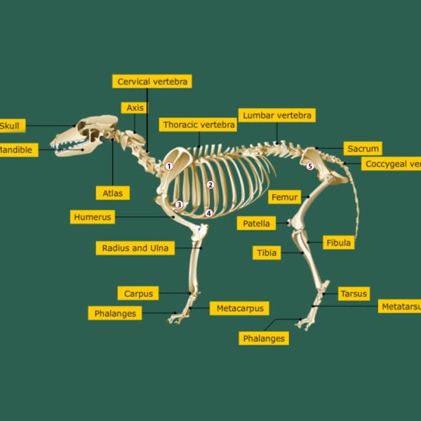 Vetscraft | Devoted to spread knowledge of BVSc and DVM