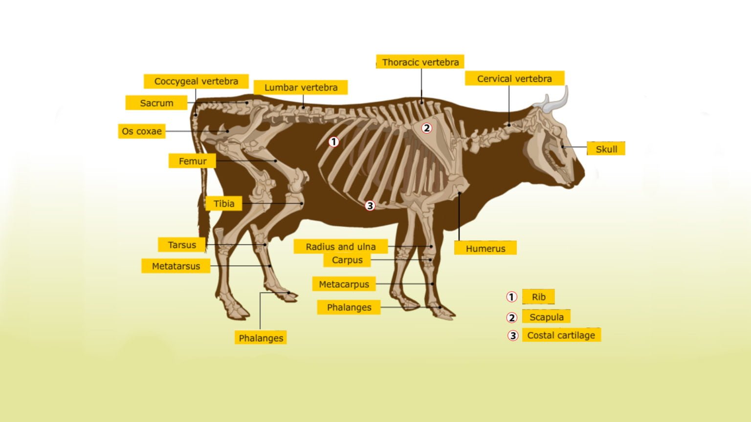 Skeleton of Domestic Animals | Dog, Ox, Horse & Fowl