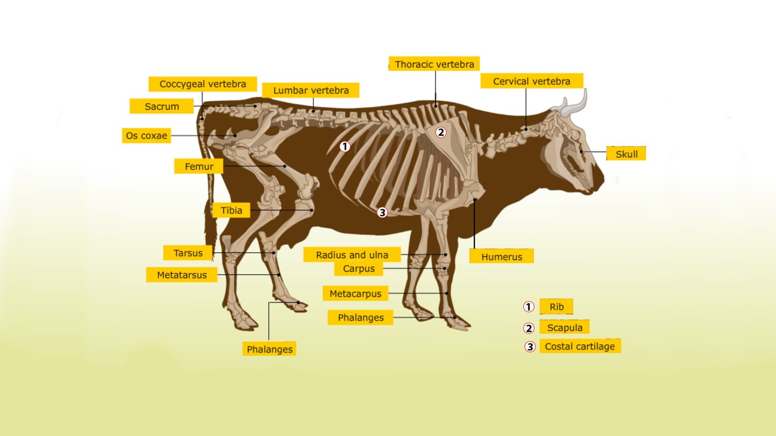 Skeleton of domestic animals | Ox, Dog, Horse and Fowl