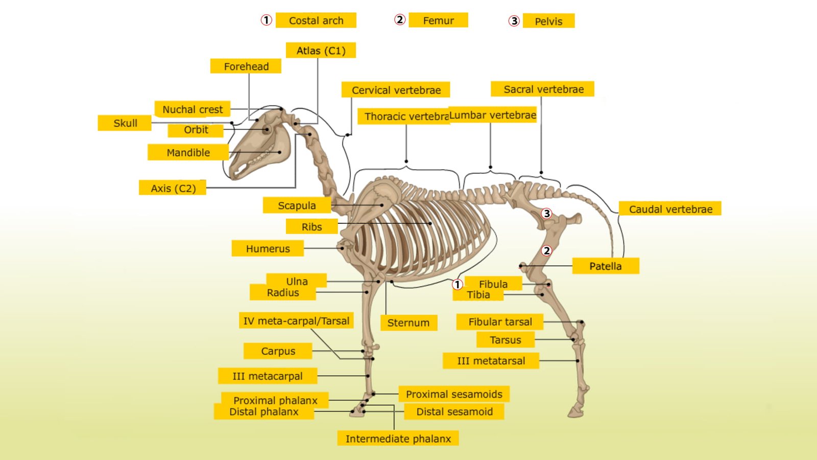 Skeleton of domestic animals | Ox, Dog, Horse and Fowl