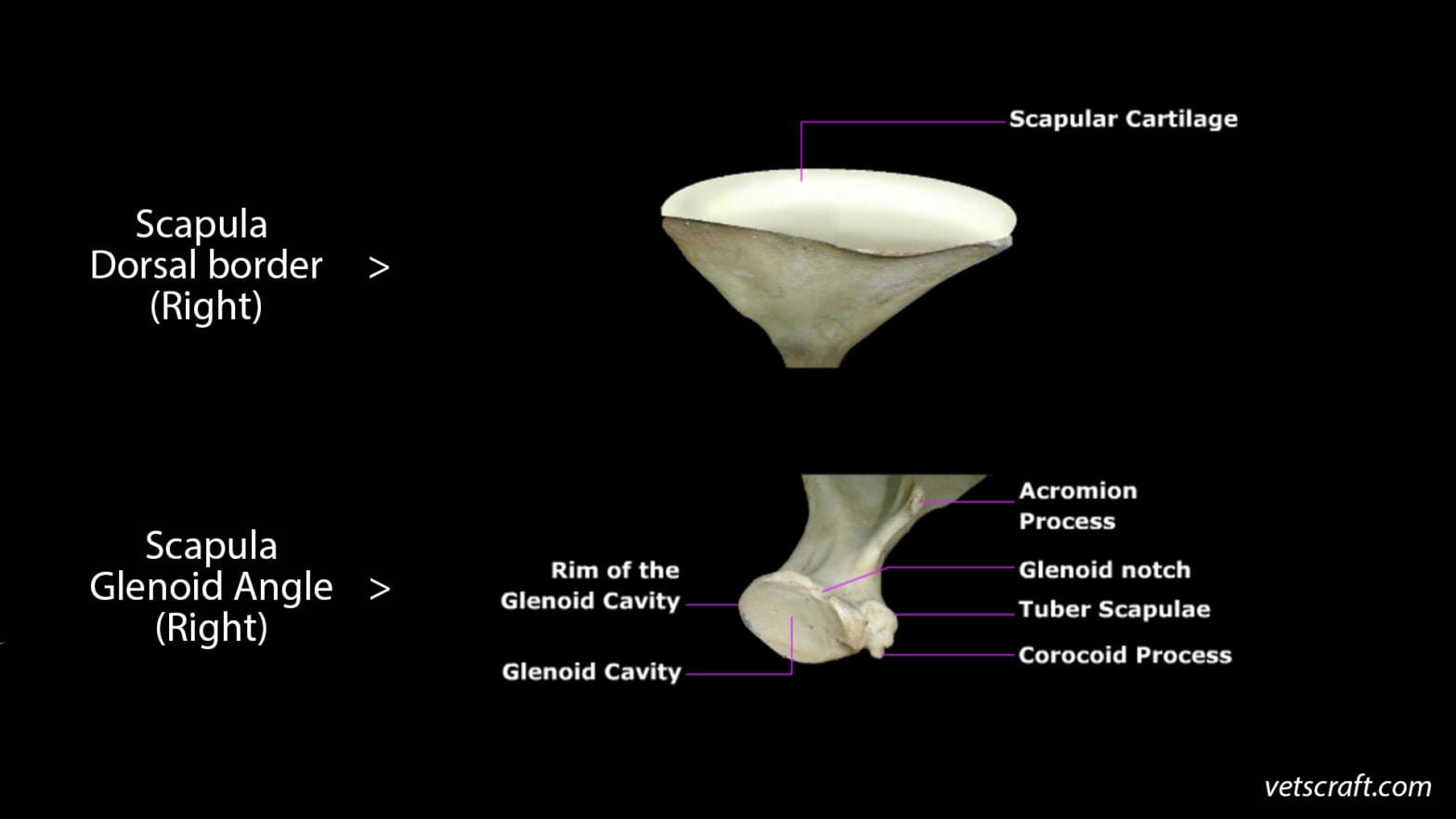 Scapula bone of Ox, Dog, Horse, Fowl, Rabbit, Pig, Sheep & Goat