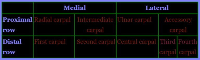 Carpal Bones of Ox, Horse, Dog, Pig, Fowl, Rabbit, Sheep & Goats