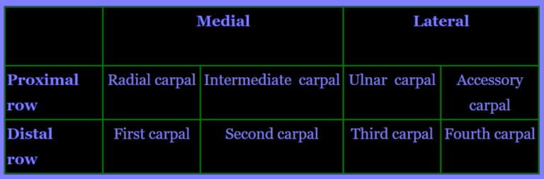 Carpal Bones of Ox, Horse, Dog, Pig, Fowl, Rabbit, Sheep & Goats