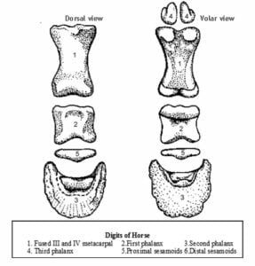 Digits of Forelimb | Ox, Horse, Dog, Fowl, Rabbit, Pig, Sheep, Goat