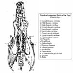 Os Coxae (Hip Bone) in Ox, Horse, Pig, Dog, Fowl, Sheep & Goats