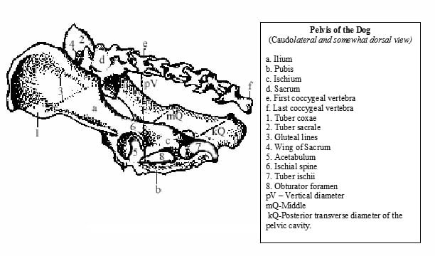 Os Coxae | Hip Bone | Veterinary Anatomy | vetscraft