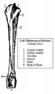 Tibia Bone of Ox, Horse, Sheep, Goat, Pig, Dog, Rabbit, and Fowl