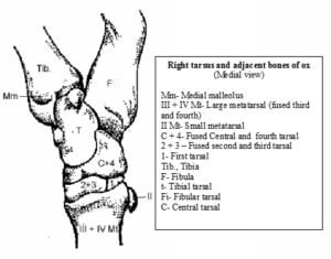 Tarsal Bones of Ox, Horse, Sheep, Goat, Pig, Dog, Rabbit & Fowl