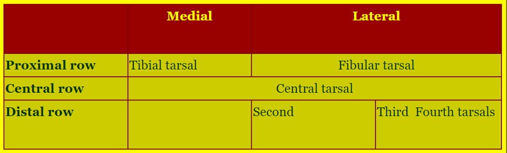 Tarsal bones of Domestic animals | Veterinary Anatomy | vetscraft