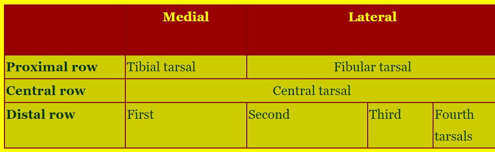 Tarsal bones of Domestic animals | Veterinary Anatomy | vetscraft