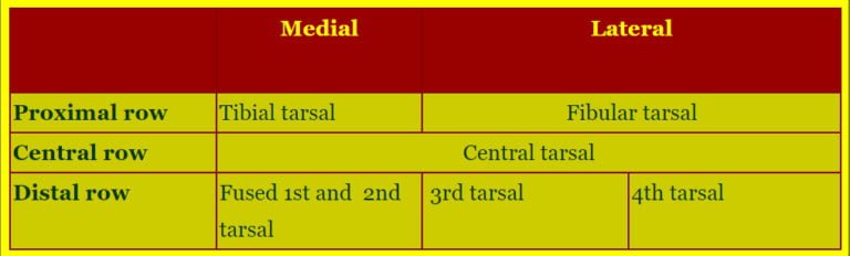 Tarsal Bones of Ox, Horse, Sheep, Goat, Pig, Dog, Rabbit & Fowl