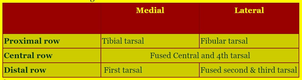 Tarsal bones of Domestic animals | Veterinary Anatomy | vetscraft
