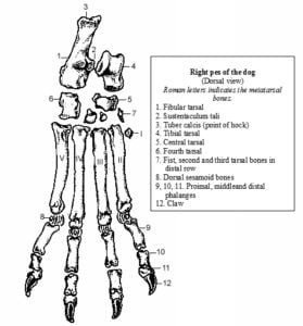 Anatomy of Digits of Hindlimb in Animals | Comparative Osteology