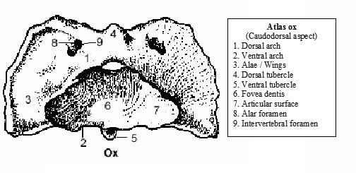 Atlas | Cervical Vertebrae | Veterinary Anatomy | vetscraft