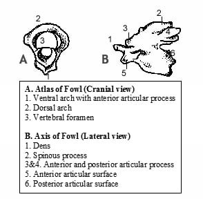 Atlas - Cervical Vertebrae - Veterinary Anatomy - vetscraft