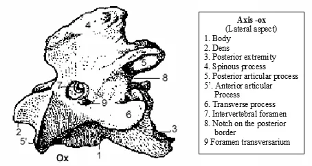 Cervical Vertebrae Axis
