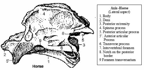 Axis | Vertebra dentata | Veterinary Anatomy | vetscraft