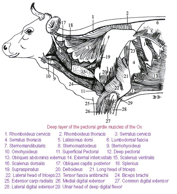 Muscles of Pectoral Girdle