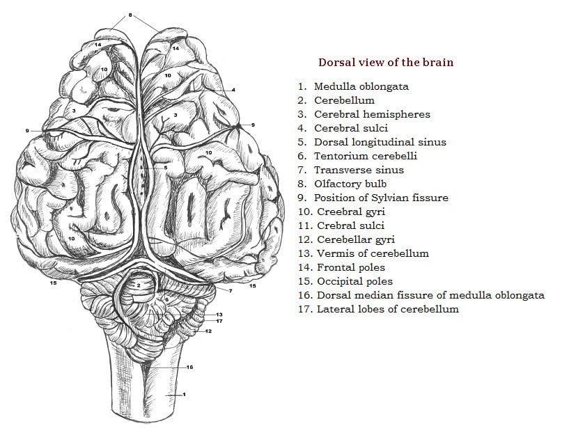 Cerebral hemisphere