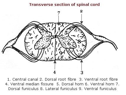 Structure of Spinal cord