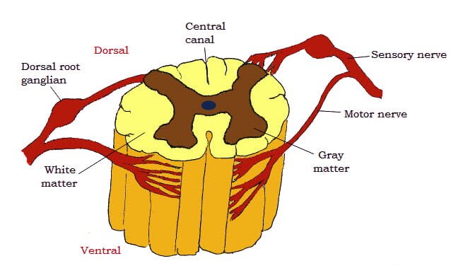 Structure of Spinal cord
