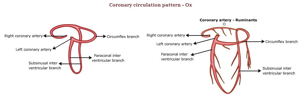 Dog Coronary Arteries Diagram