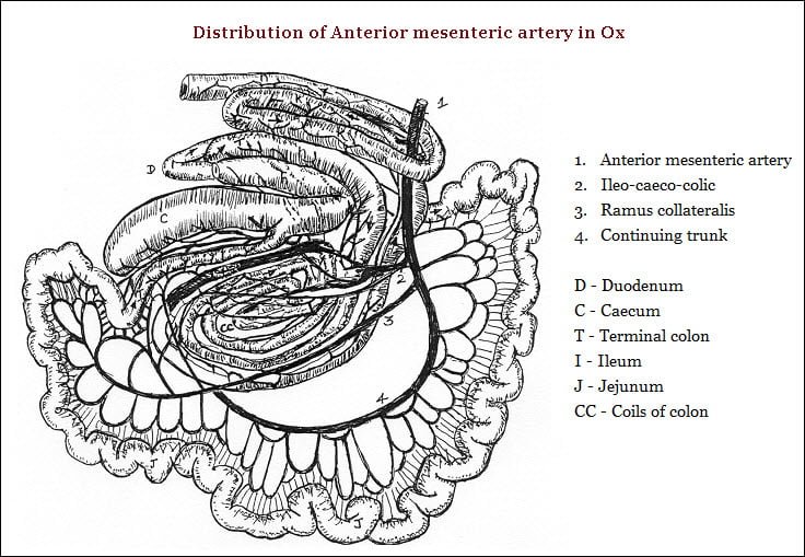 Anterior mesenteric artery