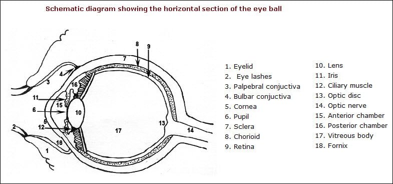 Anatomy of Eye in animals | Veterinary Anatomy | Vetscraft