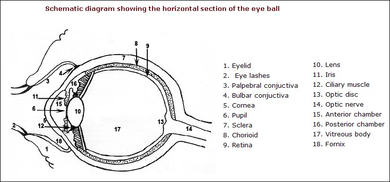 Eye Anatomy Conjunctiva