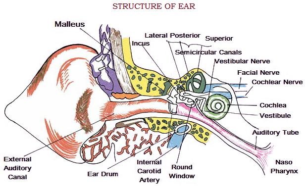 External Ear | Parts of Ear | Veterinary Anatomy | Vetscraft