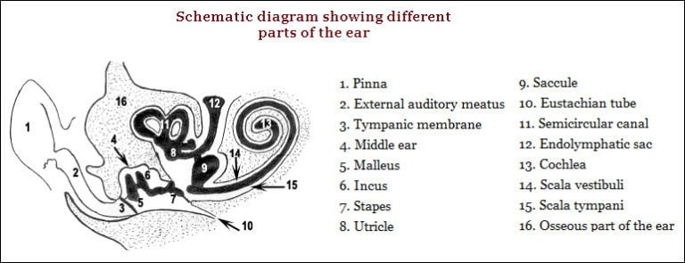 Osseous Labyrinth of ear