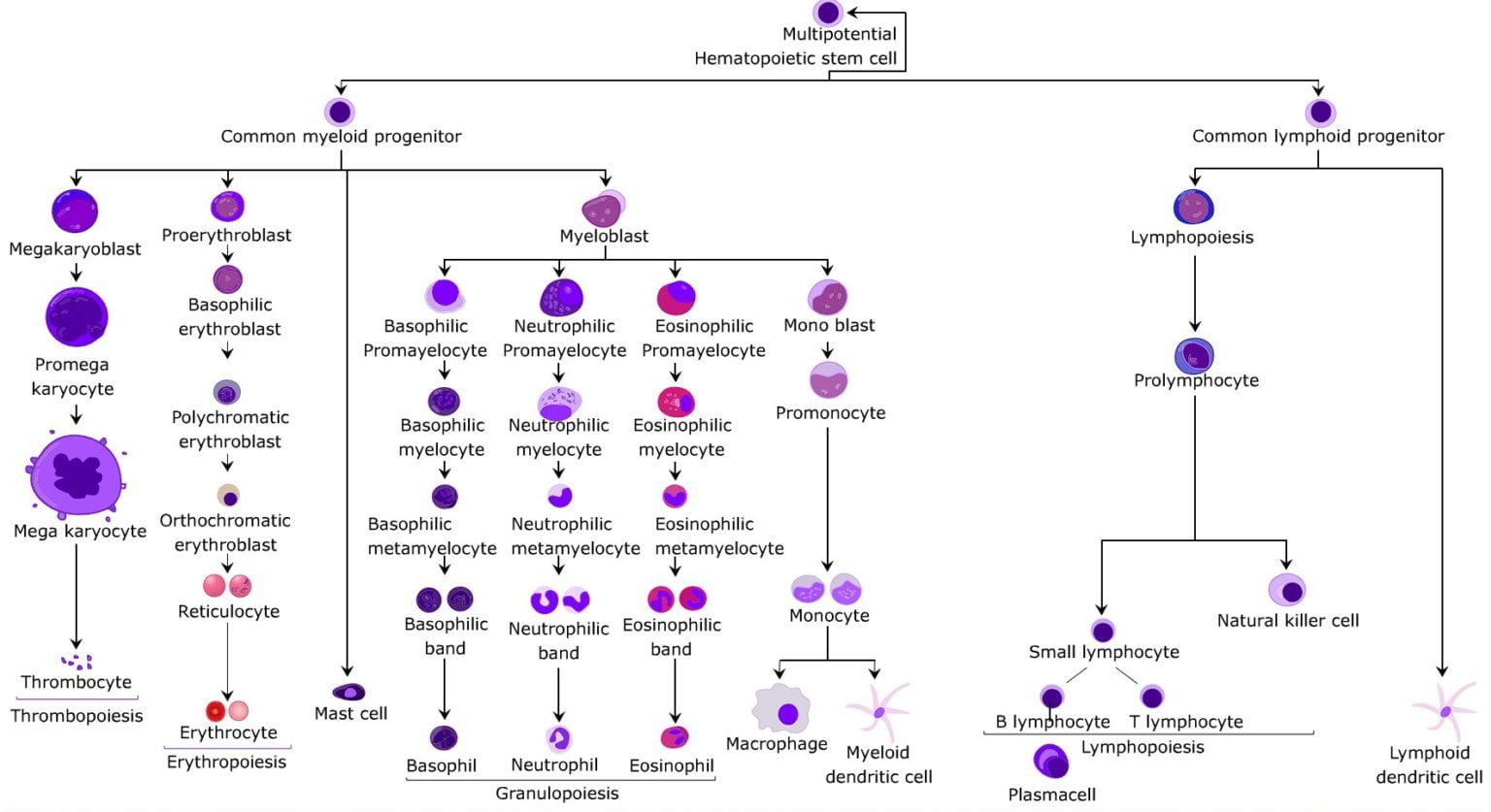 Hematopoiesis in Animals | Process of Blood Cell Formation