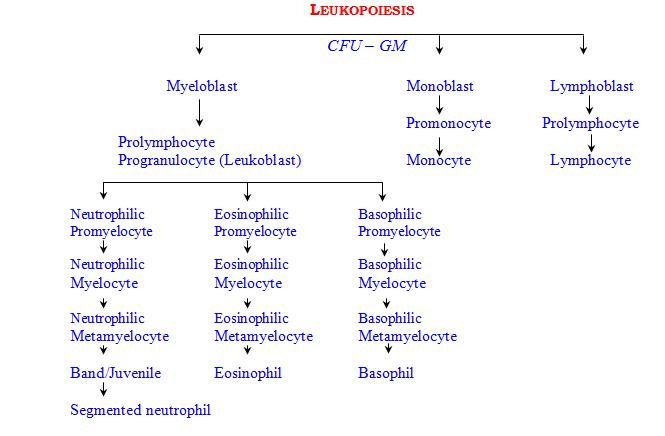 Leukopoiesis in animals