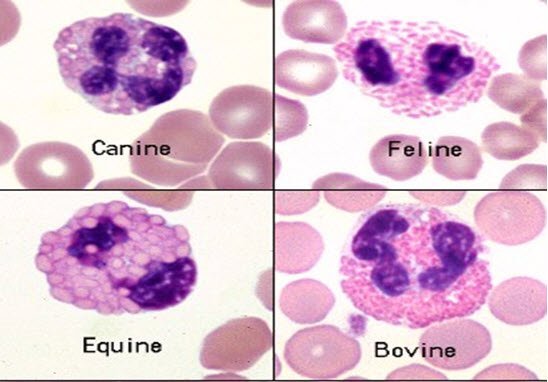 Eosinophils of animals