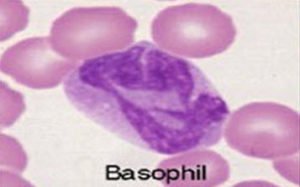 Basophils of Animals