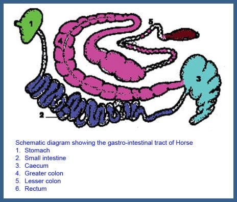 Small intestine of Horse