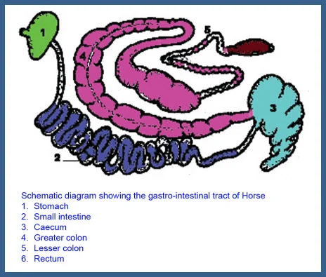 Horse Intestines Diagram