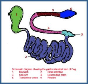Large intestine of Dog