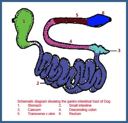 Large intestine of Dog