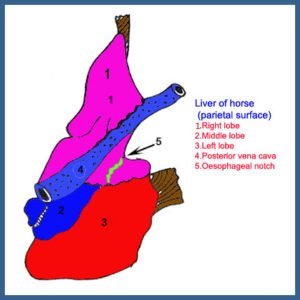 Liver of Horse | Splanchnology Veterinary Anatomy | Vetscraft