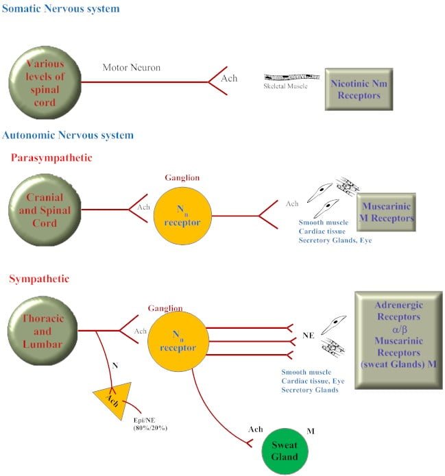 Distribution of cholinergic and adrenergic neurons | Neuropharmacology