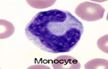 Monocytes of animals