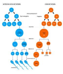 Spermatogenesis in Animals (In Short) | Embryology in Anatomy